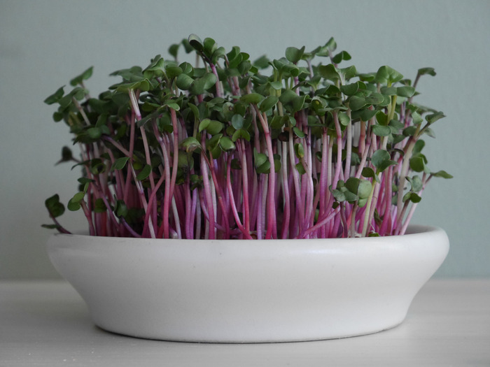 Keraaminen versoastia :: Kiemi